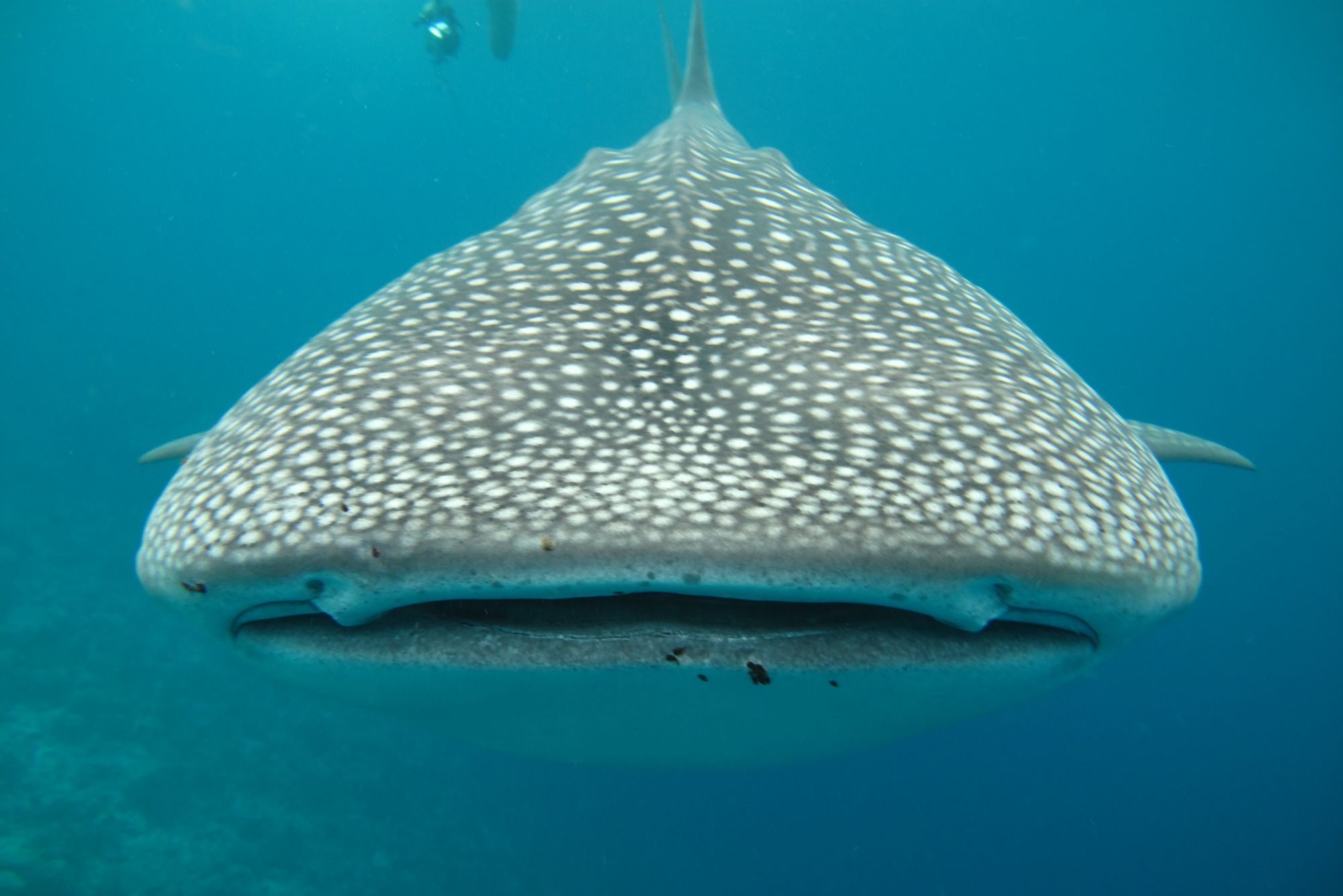 The Whale Shark: Giants of The Deep (Fun Facts)
