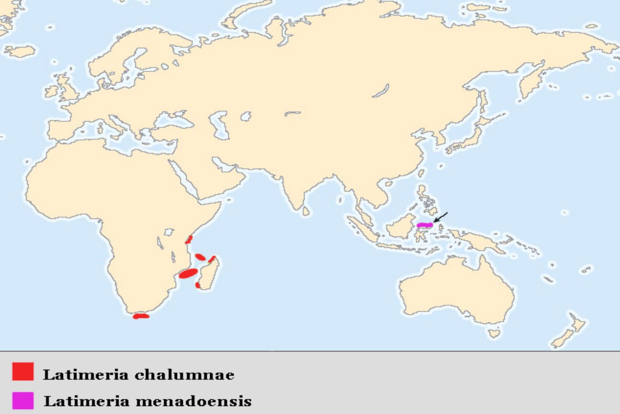 Coelacanth: A Living Fossil From Eons Past (2025 Update)